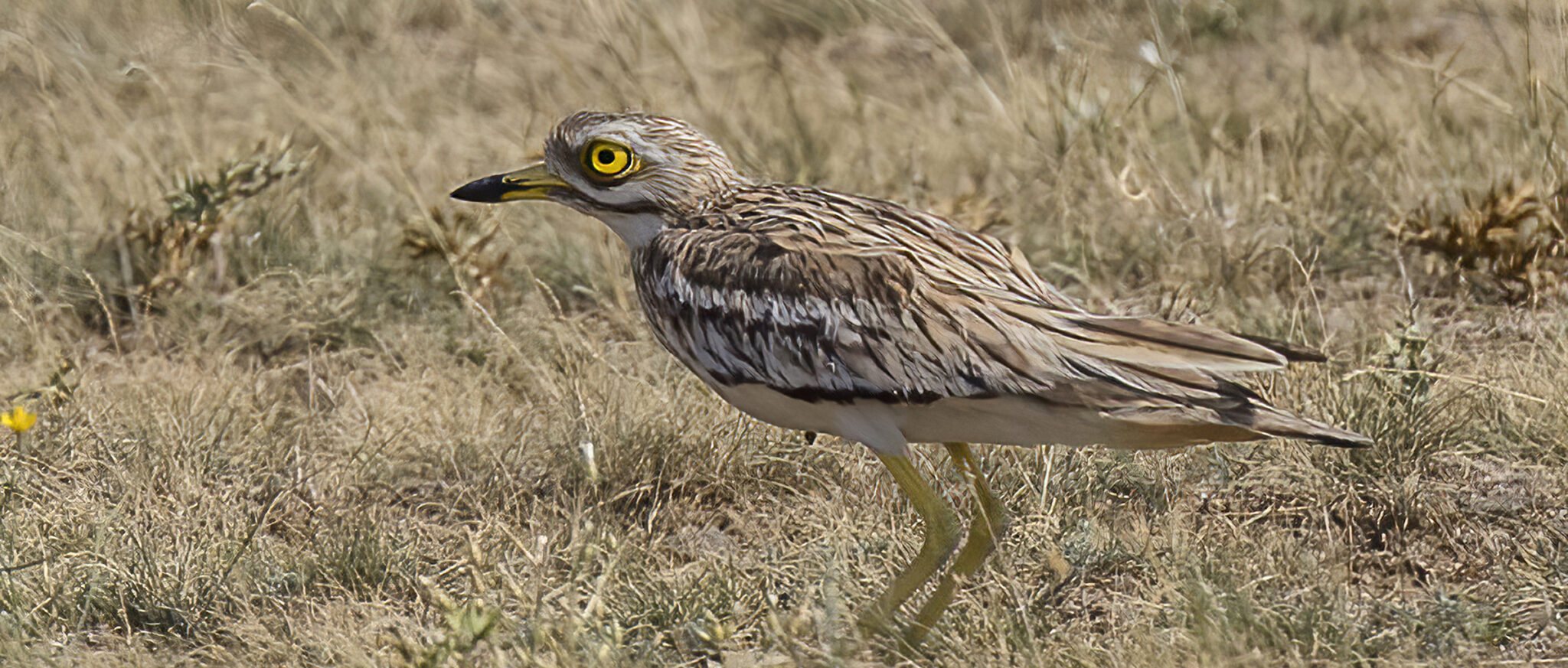 Are National Highways' provisions for the rare stone-curlew on the ...