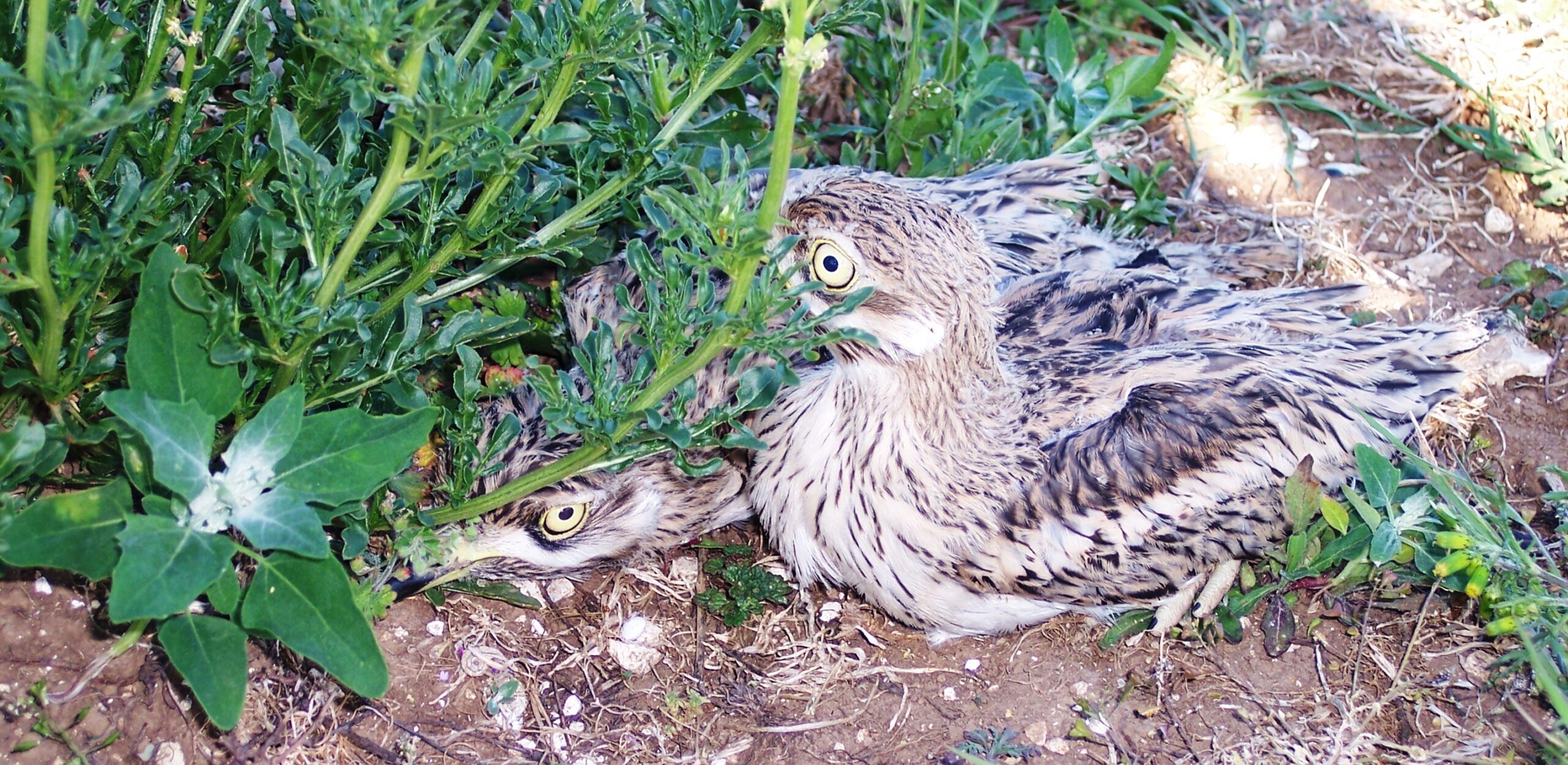 Are National Highways' provisions for the rare stone-curlew on the ...